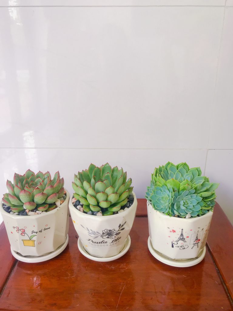 Cây Sen Đá - Cây cảnh Sài Gòn